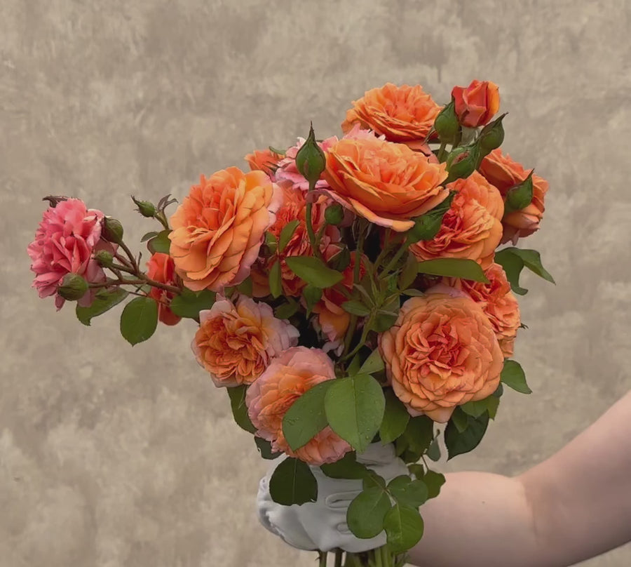 Louise Clements Rose - Shrub - Very Fragrant – Heirloom Roses