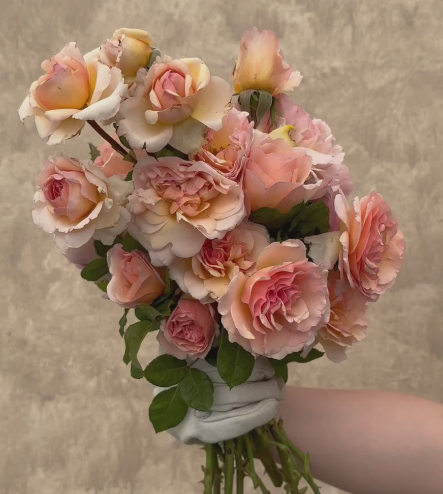 Princess Charlene de Monaco® – Heirloom Roses