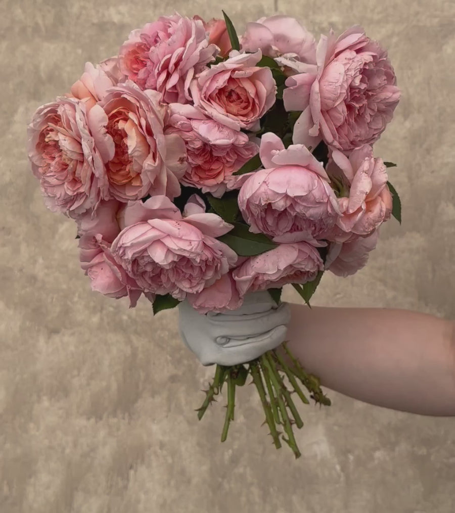 Colette Rose - Shrub - Moderately Fragrant – Heirloom Roses