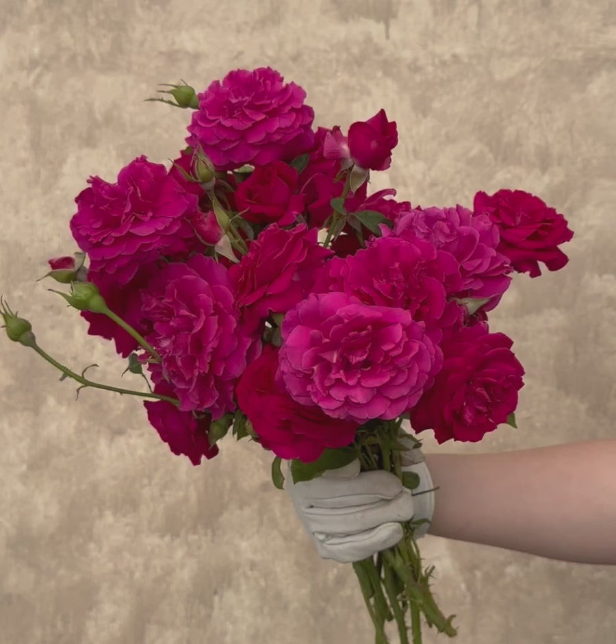 Princess Elise Rose - Shrub - Exceptionally Fragrant – Heirloom Roses