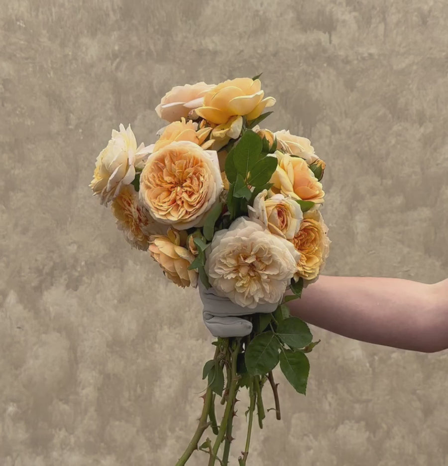 Teasing Georgia Rose - David Austin - Exceptionally Fragrant – Heirloom ...