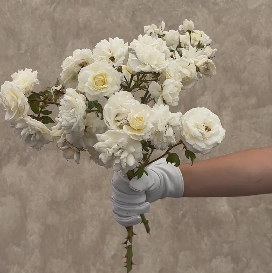 Cloud 10 Rose - Climbing Roses - – Heirloom Roses