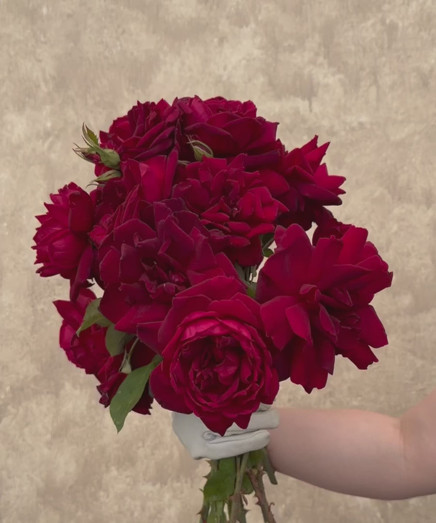 Oklahoma Hybrid Tea Rose | Fragrant Rose Bush – Heirloom Roses
