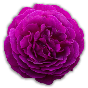 Brandy Hybrid Tea Rose |Apricot Rose Plant – Heirloom Roses