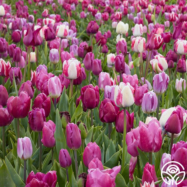 All Season Purple Mix | Tulip Bulbs For Fall Planting – Heirloom Roses