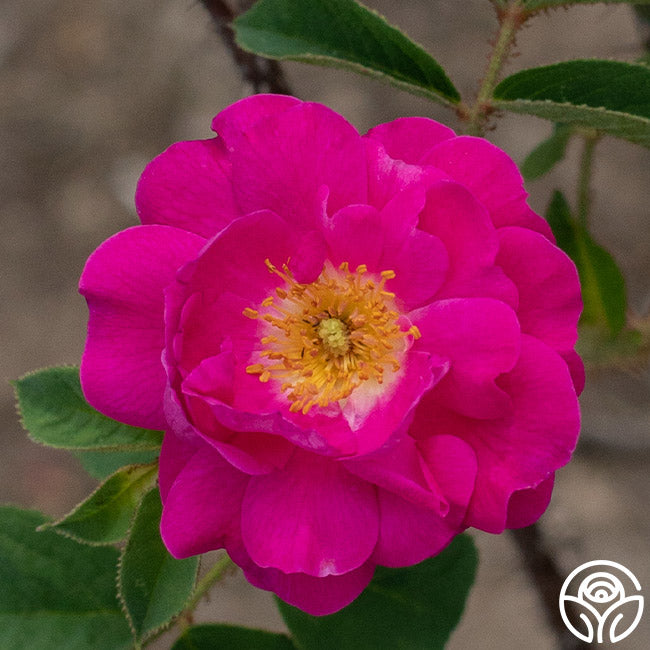 Red Moss Moss Rose |Fragrant Rose Plant – Heirloom Roses