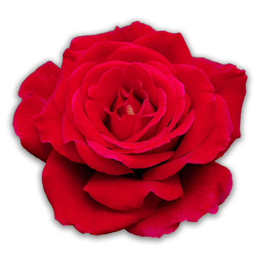 Kendyl Marie – Heirloom Roses