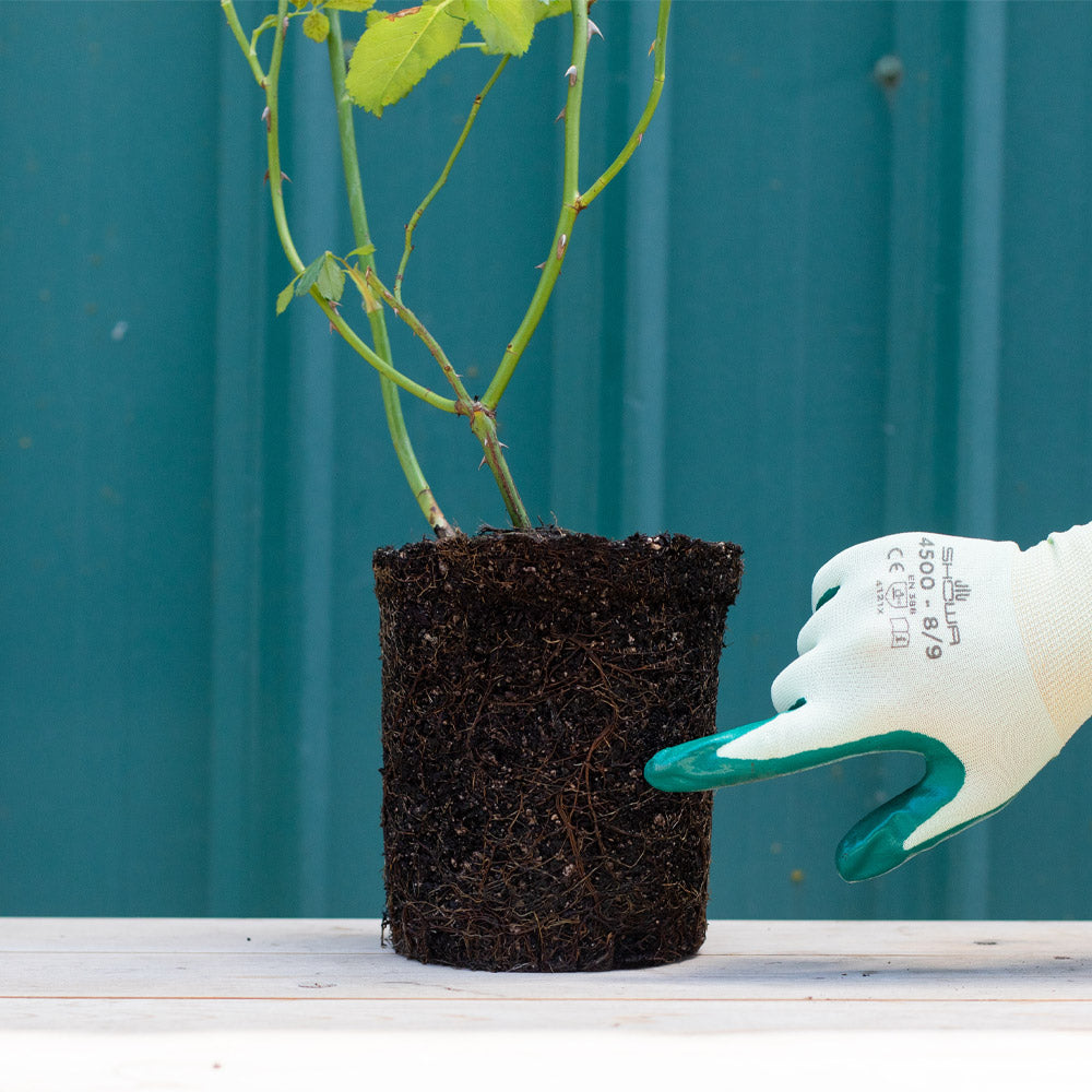 Disease Resistant Superstars – Heirloom Roses