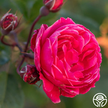 Alexander Mackenzie Rose - Hardy - Moderately Fragrant – Heirloom Roses