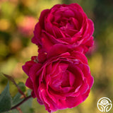 Alexander Mackenzie Rose - Hardy - Moderately Fragrant – Heirloom Roses