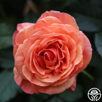 Anna's Promise Rose - Grandiflora - Moderately Fragrant – Heirloom Roses