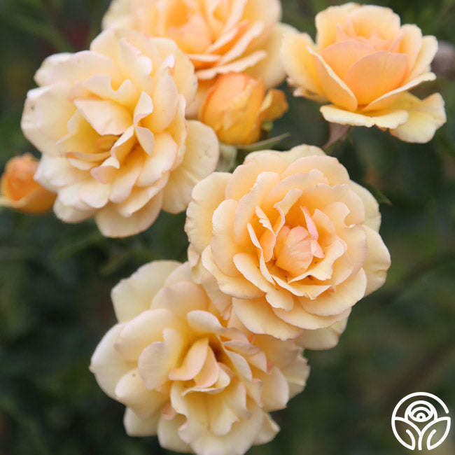 Anne Harkness Rose - English Legend - Lightly Fragrant – Heirloom Roses