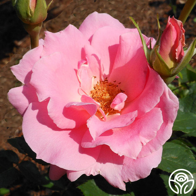 Country Music – Heirloom Roses