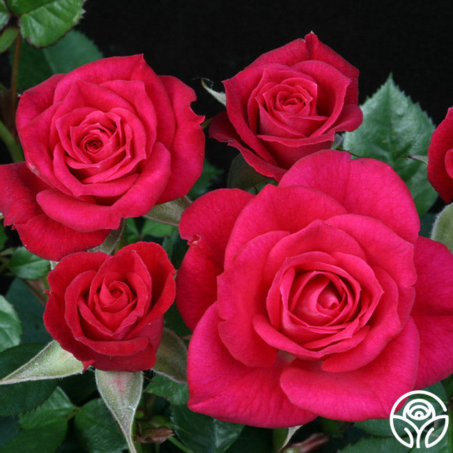 Daddy's Little Girl – Heirloom Roses