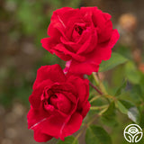 Griff's Red Rose - Hardy - Exceptionally Fragrant – Heirloom Roses