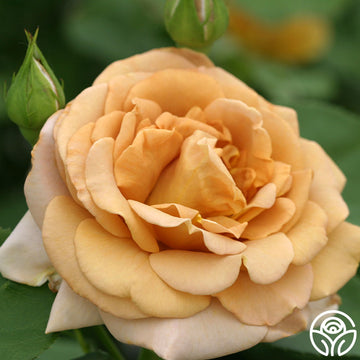 Honey Dijon™ – Heirloom Roses