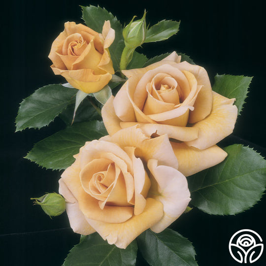 Honey Dijon™ – Heirloom Roses