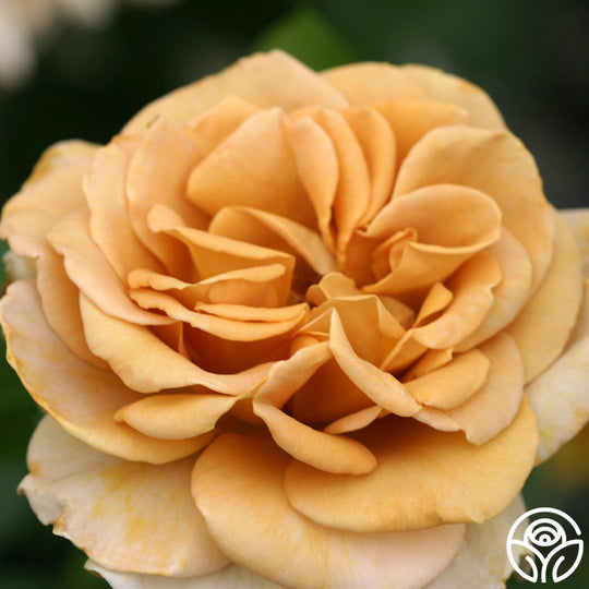 Honey Dijon™ – Heirloom Roses