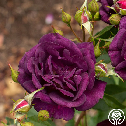 Midnight Blue Rose - Shrub - Very Fragrant – Heirloom Roses