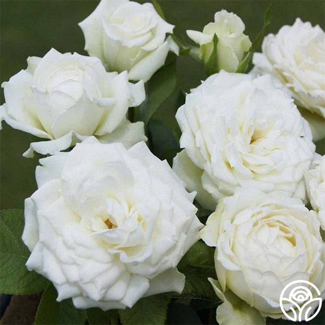 Nona | White Floribunda Rose Bush – Heirloom Roses