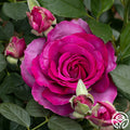 Perfume Factory - Hybrid Tea - Exceptionally Fragrant – Heirloom Roses