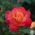Piñata Rose - Climbing Roses - Lightly Fragrant – Heirloom Roses