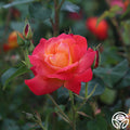 Piñata Rose - Climbing Roses - Lightly Fragrant – Heirloom Roses