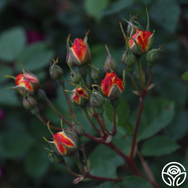 Piñata Rose - Climbing Roses - Lightly Fragrant – Heirloom Roses