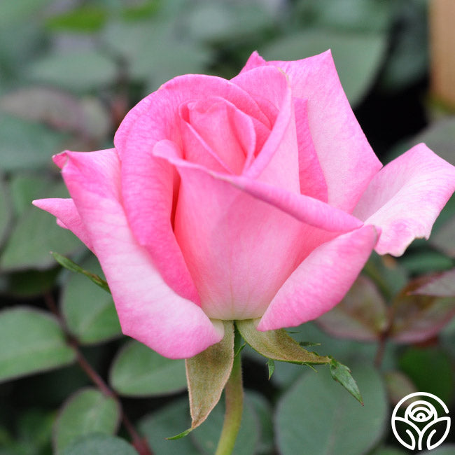 Pink Promise – Heirloom Roses