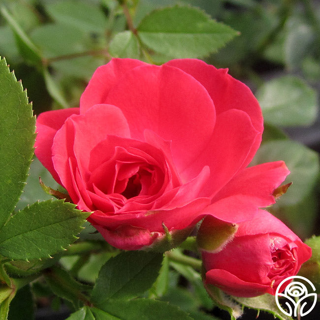 Redwood Empire – Heirloom Roses