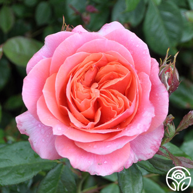Safari Rose - Shrub - Moderately Fragrant – Heirloom Roses