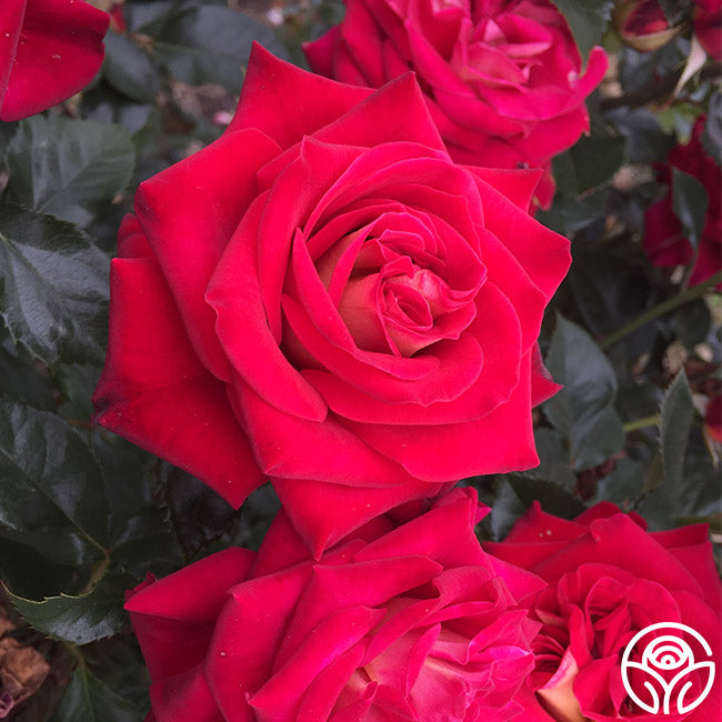 Smart & Sassy | Red Shrub Rose Bush – Heirloom Roses