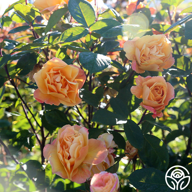 Strike It Rich Rose - Grandiflora - Very Fragrant – Heirloom Roses