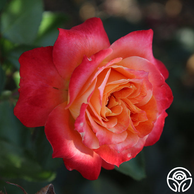 Tangerine Streams Rose - Floribunda - – Heirloom Roses
