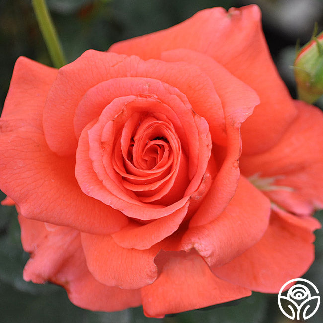 Lady Rose – Heirloom Roses
