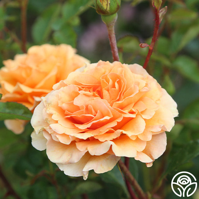 Welsh Gold Hybrid Tea Rose | Fragrant Rose Plant – Heirloom Roses