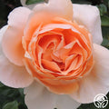 Abbaye de Cluny Rose - Shrub - Moderately Fragrant – Heirloom Roses