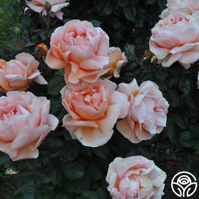 Abbaye de Cluny Rose - Shrub - Moderately Fragrant – Heirloom Roses