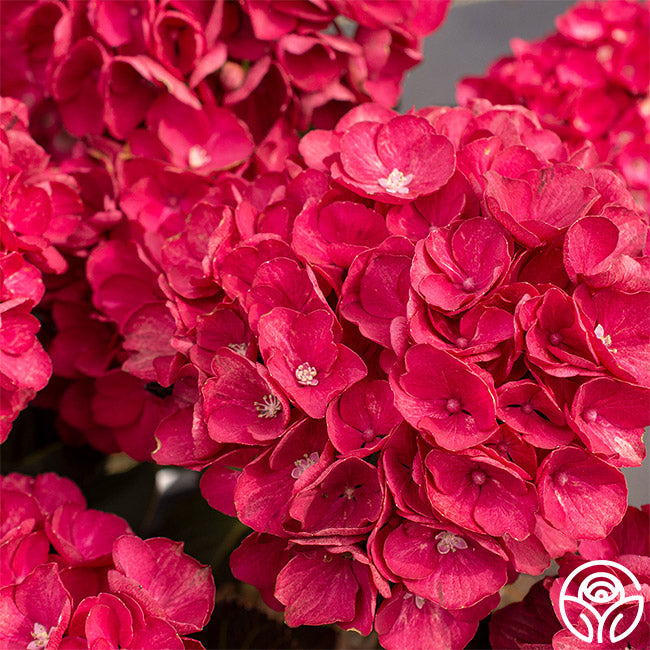 Akadama™ – Heirloom Roses