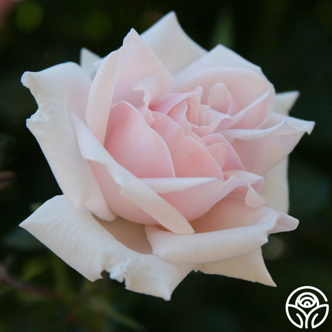 Alida Lovett Rambling Rose | Pink Rose Bush – Heirloom Roses