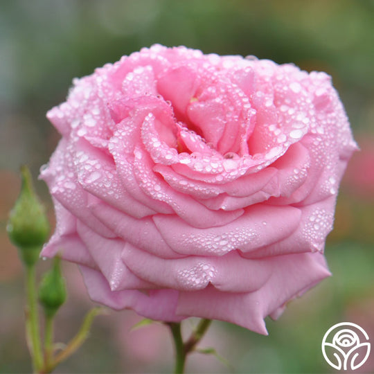 Aloha Rose - Climbing Roses - Very Fragrant – Heirloom Roses