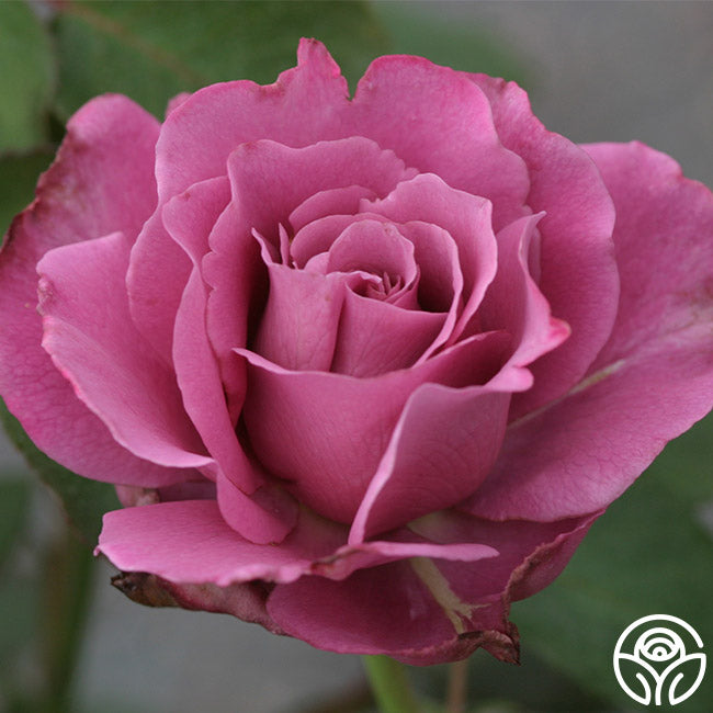 Angel Face Rose - Floribunda - Exceptionally Fragrant – Heirloom Roses