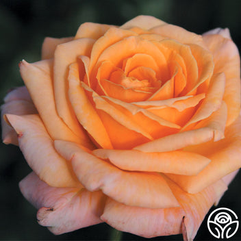 Arizona Grandiflora Rose | Fragrant Rose Plant – Heirloom