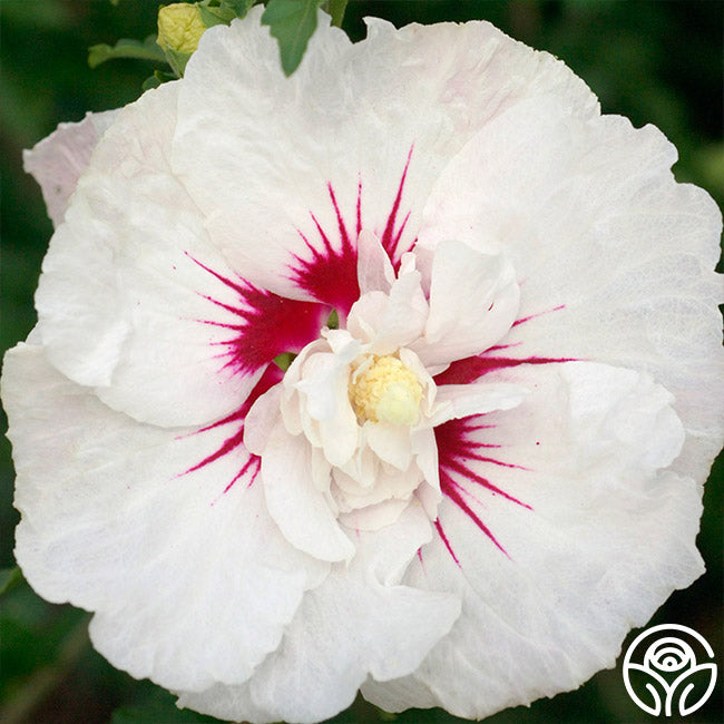 Bali™ – Heirloom Roses