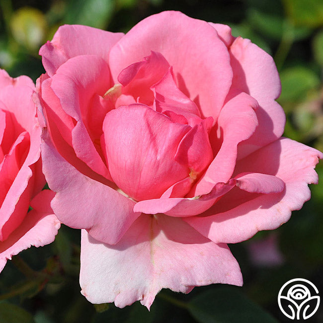 Bantry Bay Climbing Rose | Fragrant Rose Bush – Heirloom Roses
