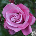 Barbra Streisand Rose - Hybrid Tea - Exceptionally Fragrant – Heirloom ...