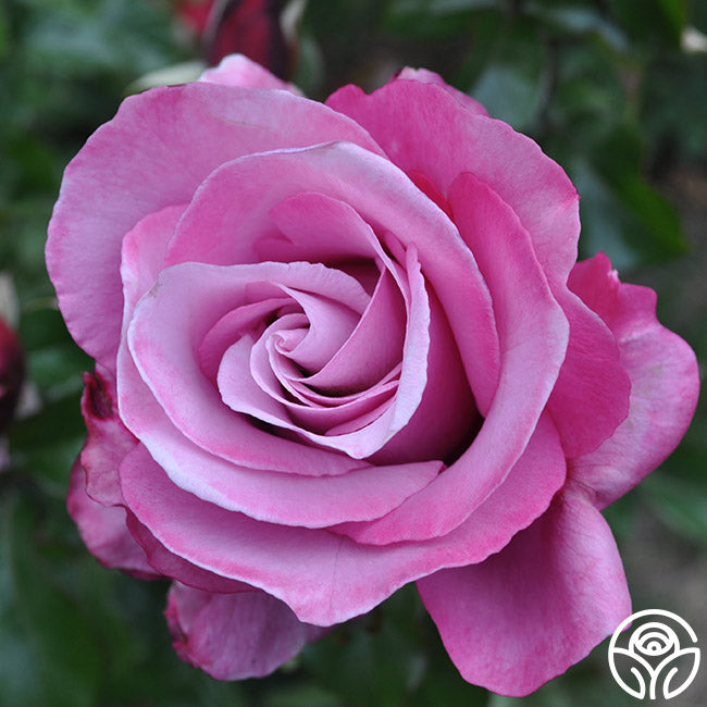 Barbra Streisand Rose - Hybrid Tea - Exceptionally Fragrant – Heirloom ...