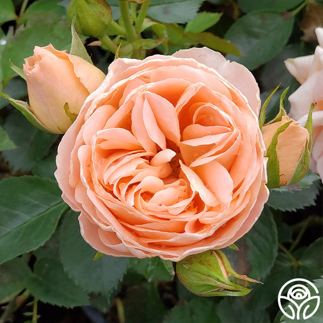 Beautiful Dreamer™ | Apricot Floribunda Rose Bush – Heirloom Roses