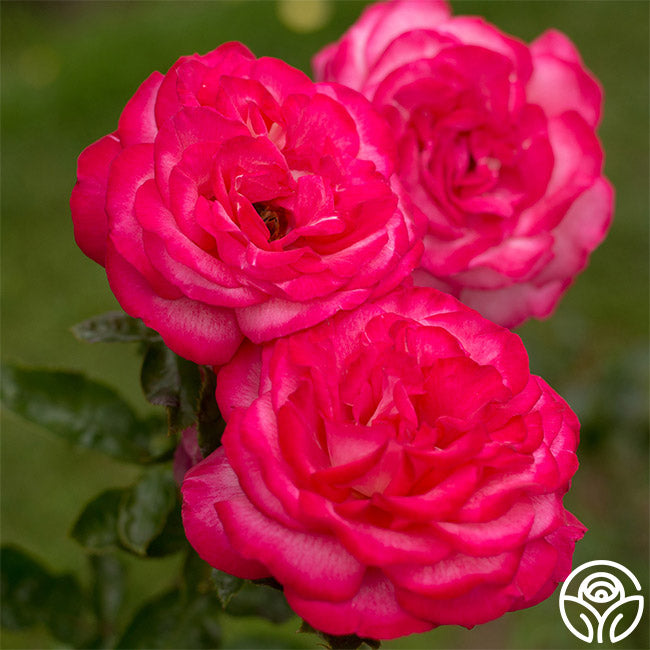 Big Momma Hybrid Tea Rose | Fragrant Rose Plant – Heirloom Roses