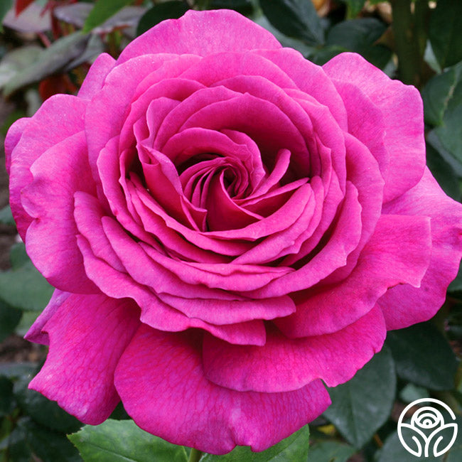 Big Purple Hybrid Tea Rose | Fragrant Rose Plant – Heirloom Roses